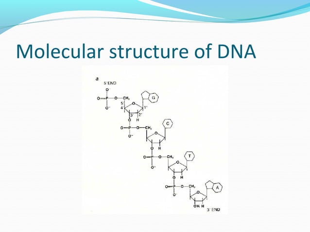 Structure and types of dna & rna | PPT