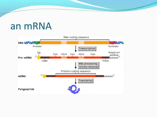 Structure and types of dna & rna | PPT