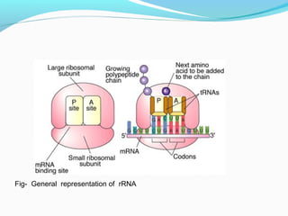 Structure and types of dna & rna | PPT