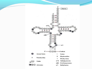 Structure and types of dna & rna | PPT