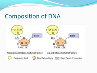 Structure and types of dna & rna | PPT