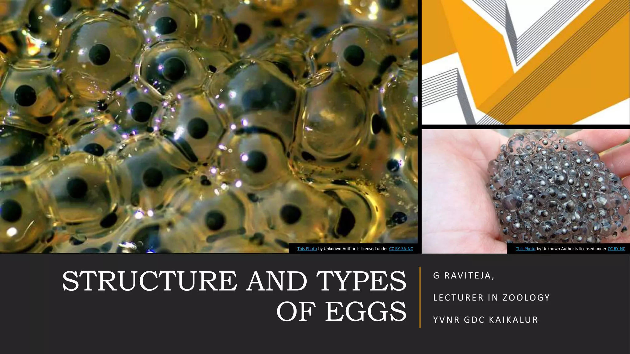 Structure and types of eggs | PPTX