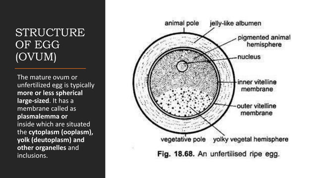 Structure and types of eggs | PPTX