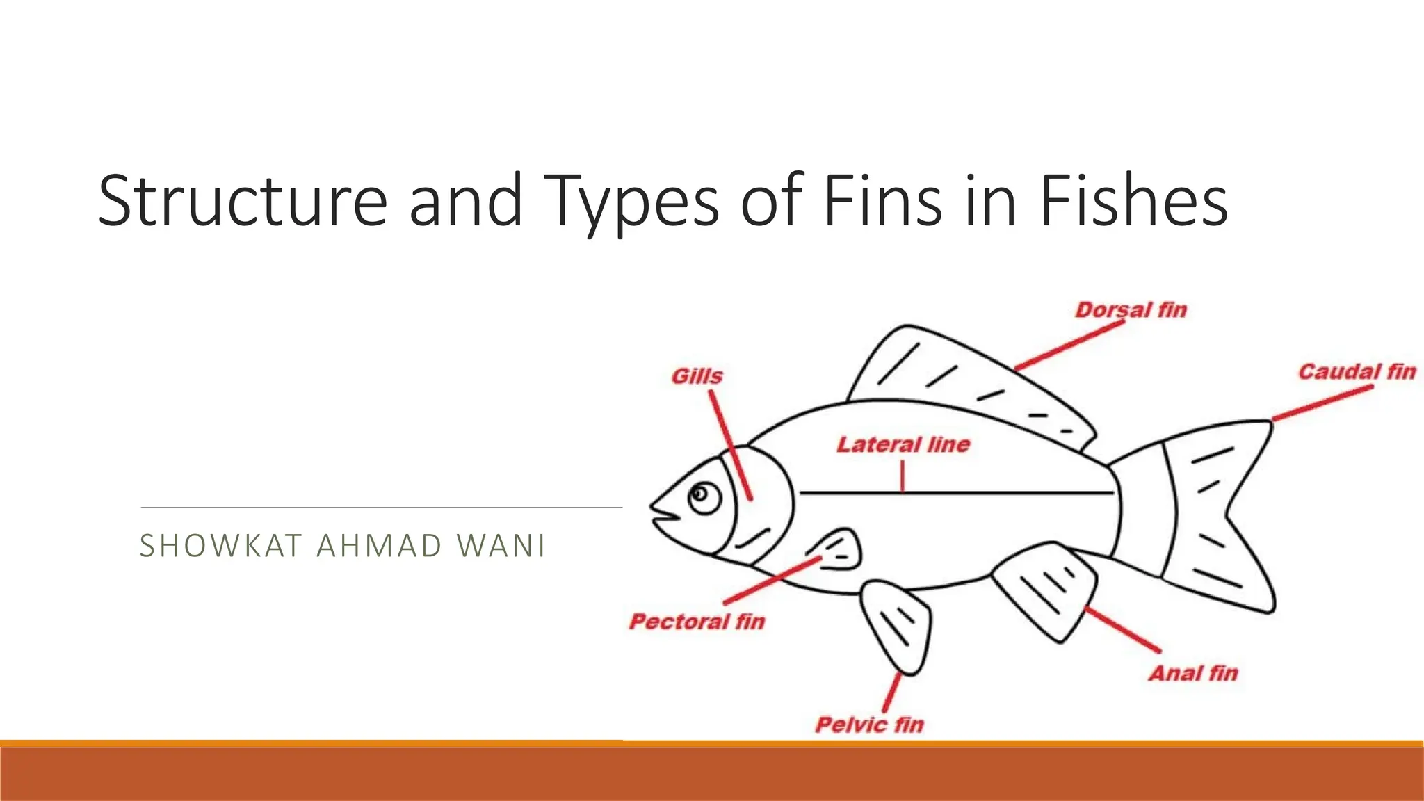 Structure and types of Fins in fishes.pptx
