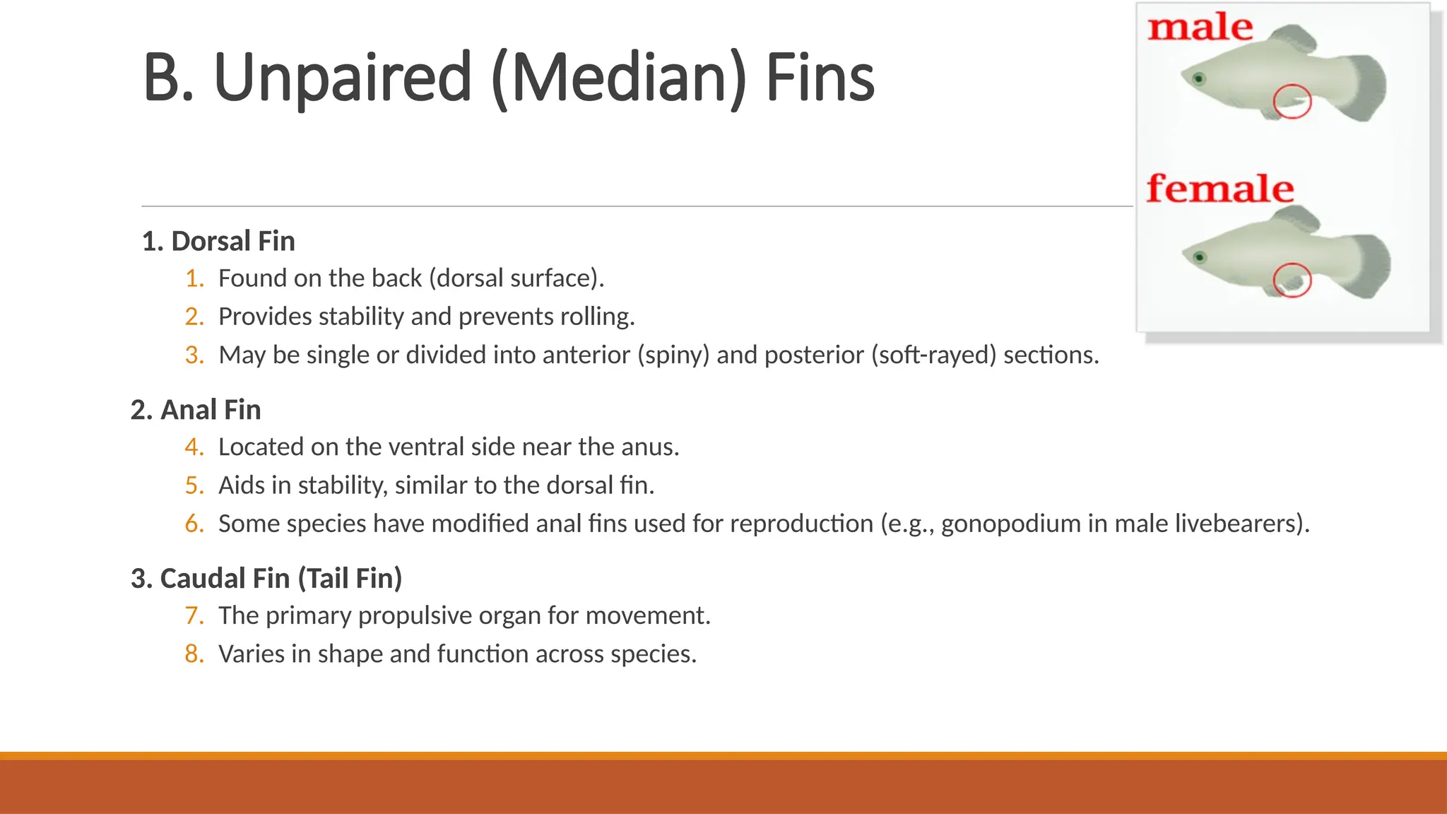 Structure and types of Fins in fishes.pptx