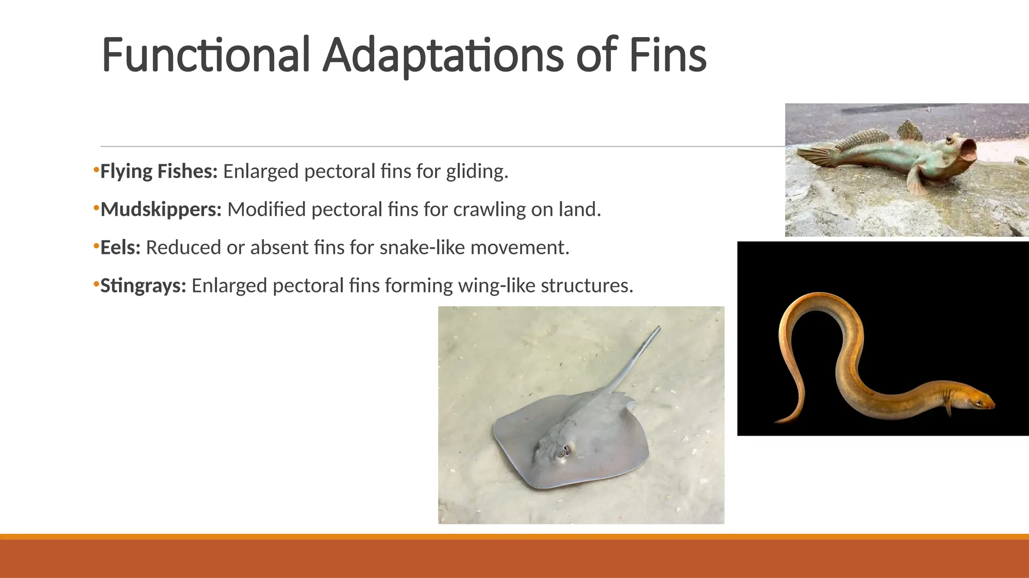 Structure and types of Fins in fishes.pptx
