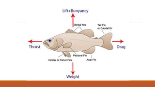 Structure and types of Fins in fishes.pptx
