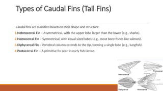 Structure and types of Fins in fishes.pptx