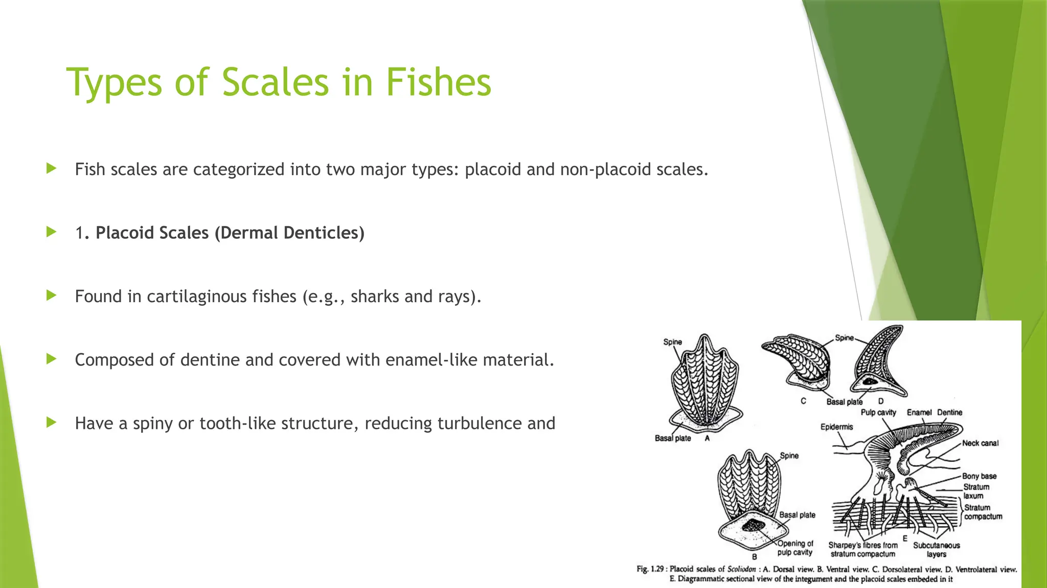 Structure and Types of Scales in Fishes[1].pptx