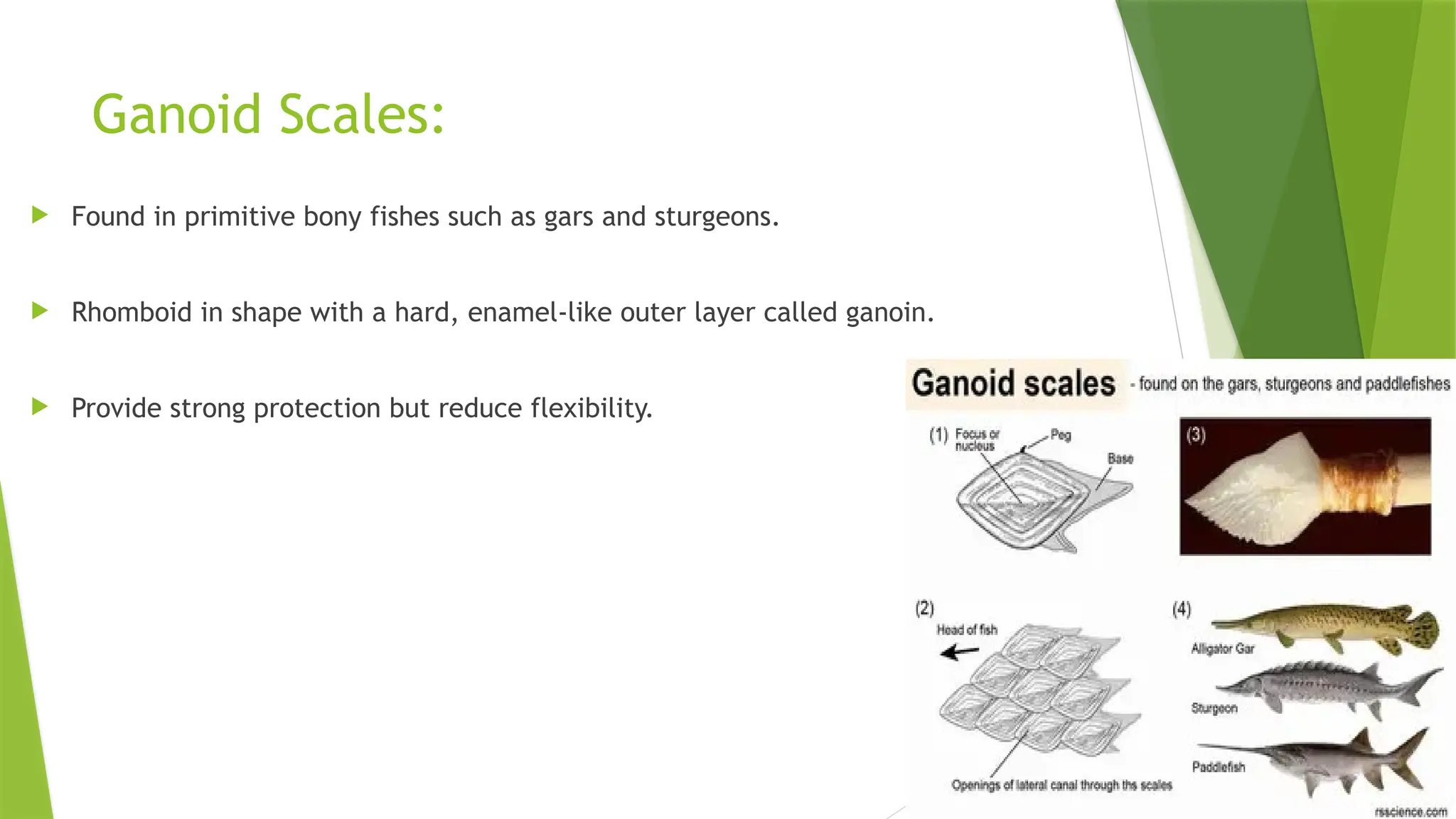 Structure and Types of Scales in Fishes[1].pptx