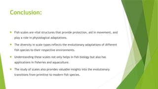 Structure and Types of Scales in Fishes[1].pptx