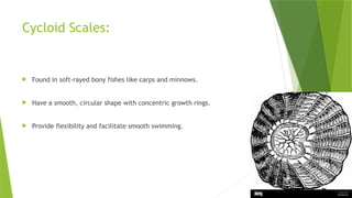 Structure and Types of Scales in Fishes[1].pptx