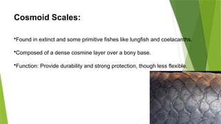 Structure and Types of Scales in Fishes[1].pptx