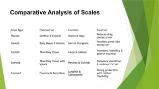 Structure and Types of Scales in Fishes[1].pptx