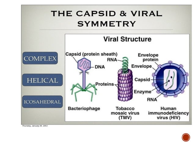 structure & classification of virus copy.pptx
