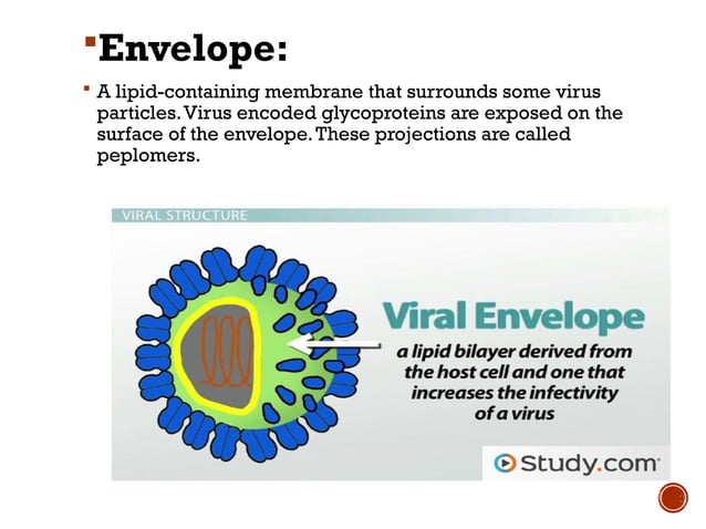 structure & classification of virus copy.pptx