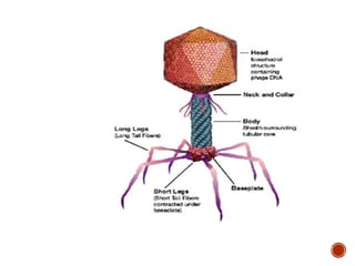 structure & classification of virus copy.pptx