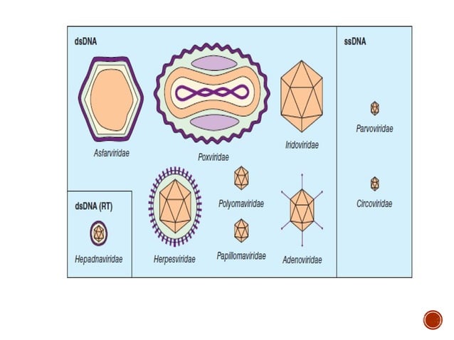 structure & classification of virus copy.pptx
