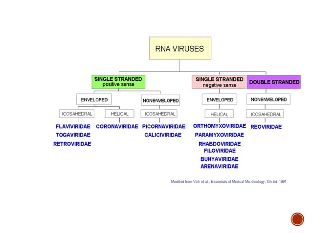 structure & classification of virus copy.pptx