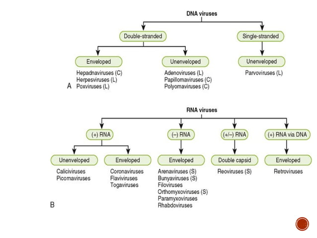 structure & classification of virus copy.pptx
