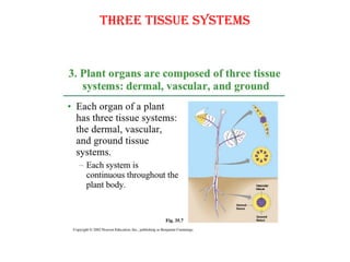 Structure and Development of Plant Body | PDF