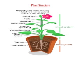 Structure and Development of Plant Body | PDF