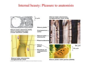 Structure and Development of Plant Body | PDF