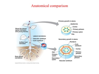 Structure and Development of Plant Body | PDF