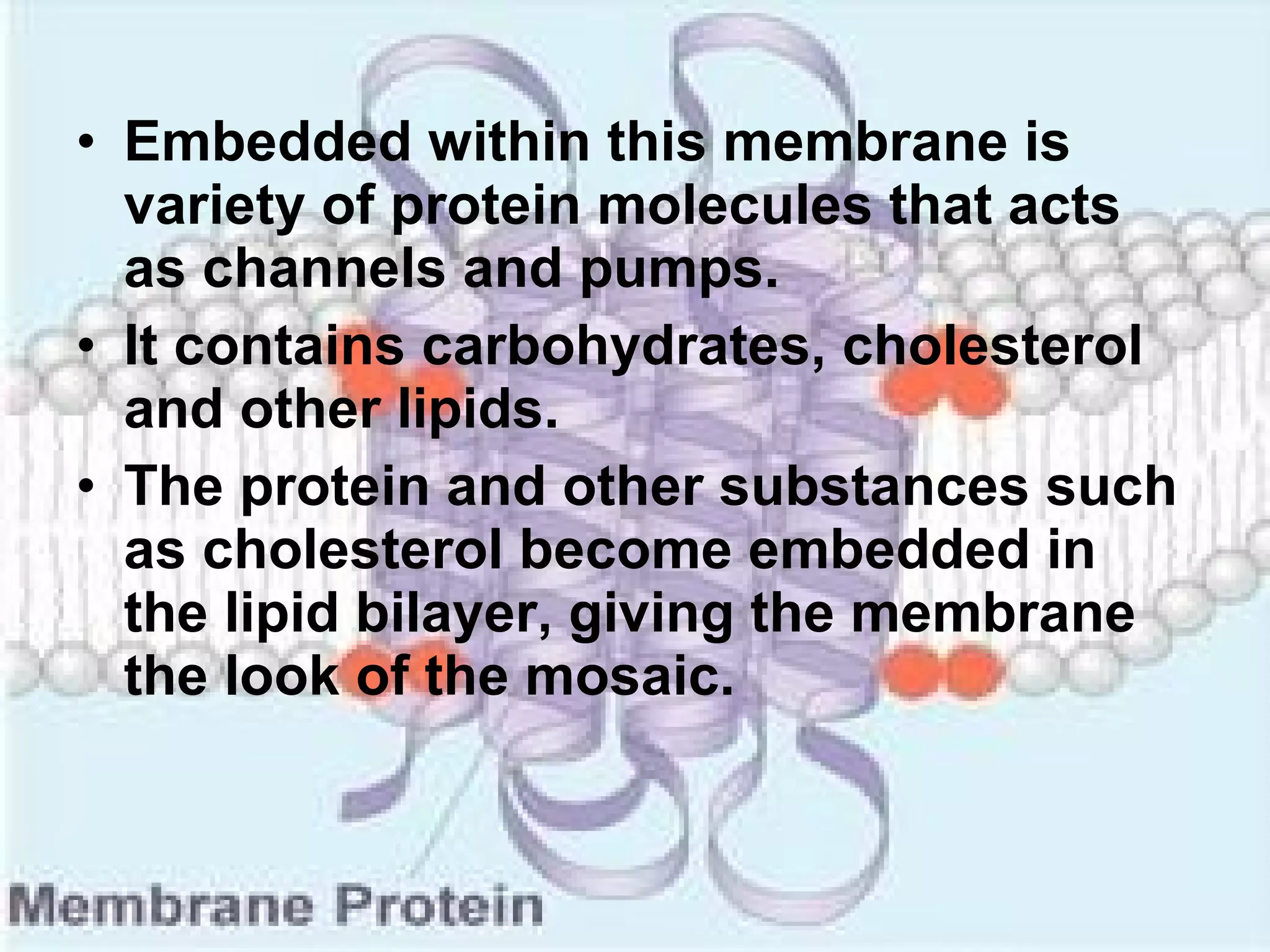 Structure & function of cell membrane | PPT