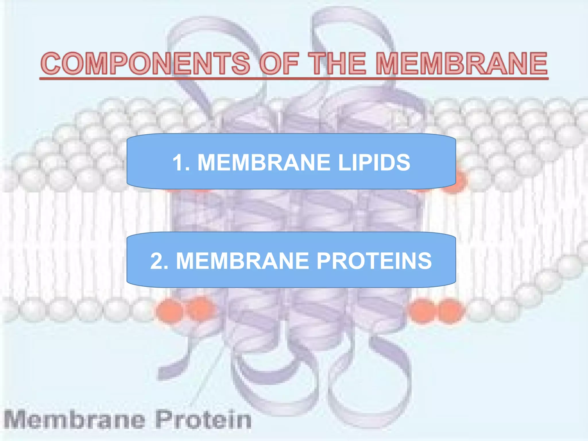 Structure & function of cell membrane | PPT | Biological Sciences | Science