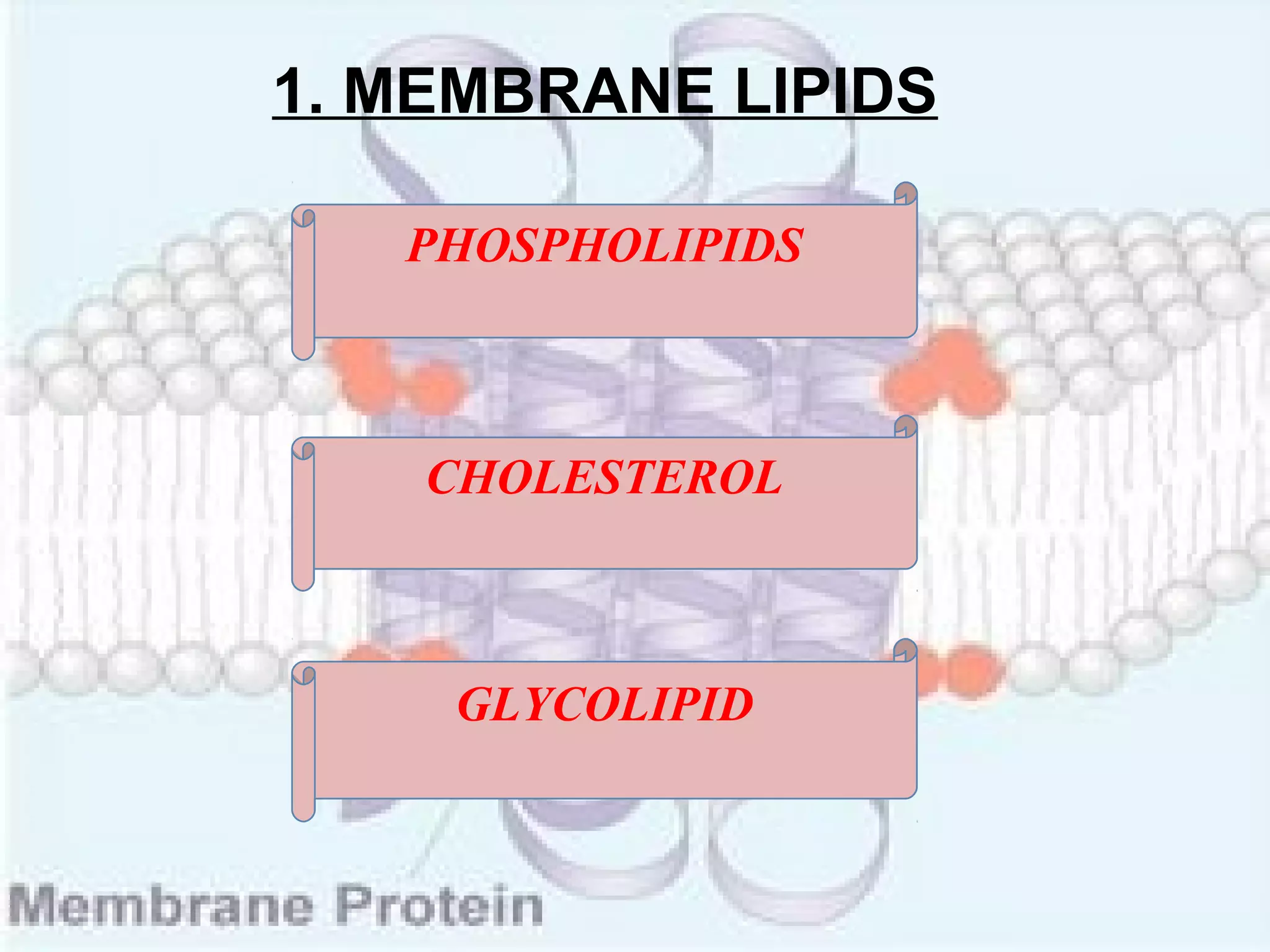 Structure Function Of Cell Membrane Ppt
