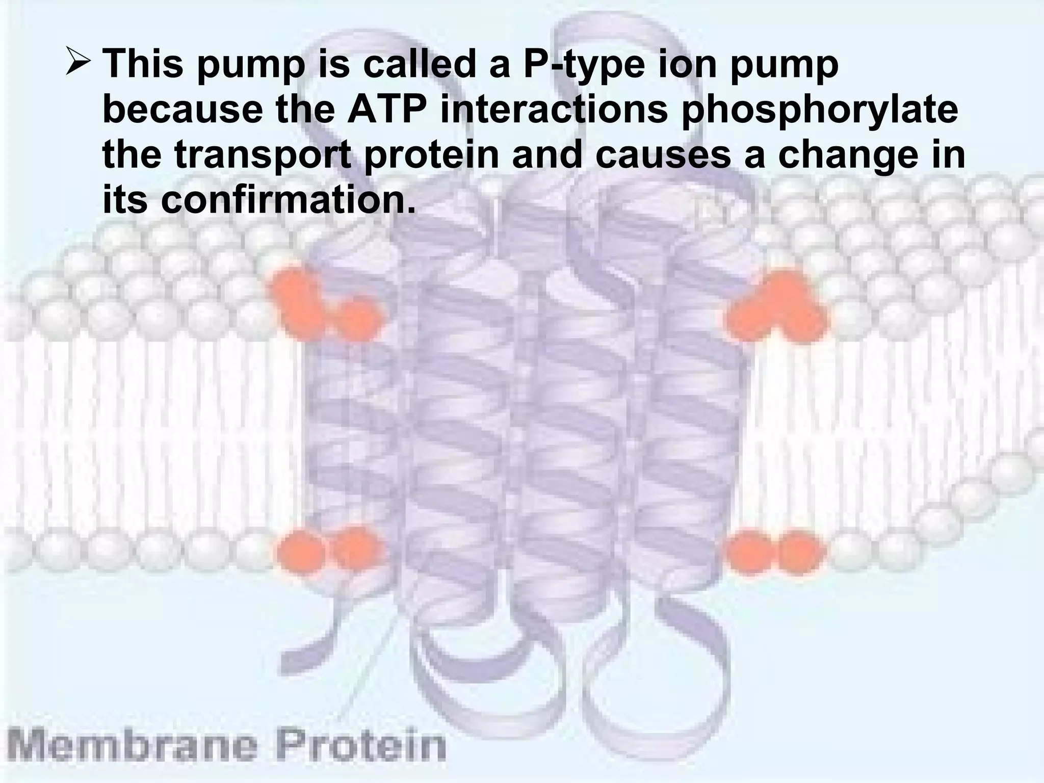 Structure & function of cell membrane | PPT