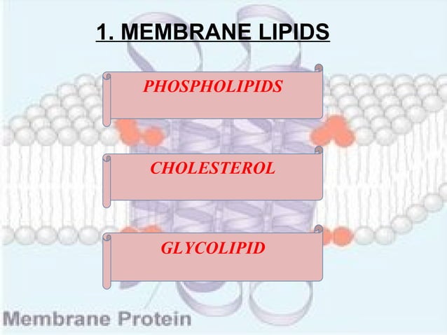 Structure & function of cell membrane | PPT | Biological Sciences | Science