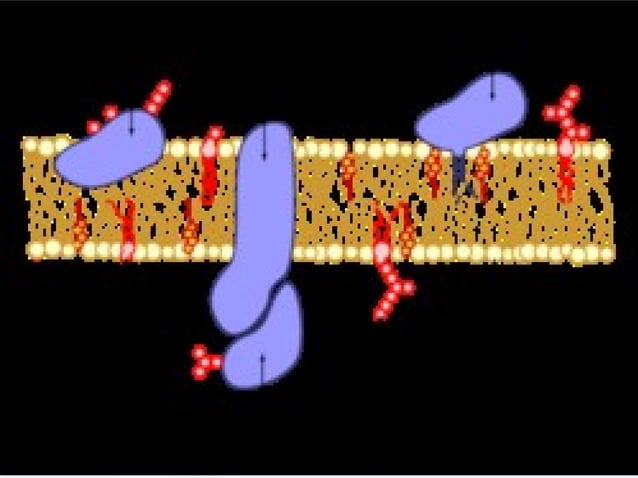 Structure & function of cell membrane | PPT | Biological Sciences | Science