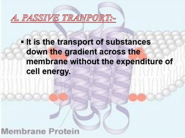 Structure & function of cell membrane | PPT | Biological Sciences | Science