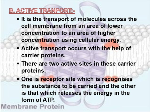 Structure & function of cell membrane | PPT | Biological Sciences | Science