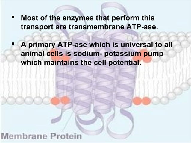 Structure & function of cell membrane | PPT | Biological Sciences | Science