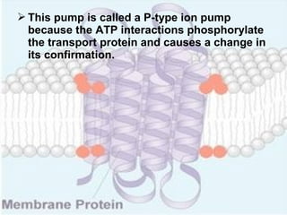 Structure & function of cell membrane | PPT