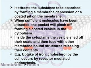 Structure & function of cell membrane | PPT