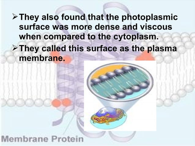 Structure & function of cell membrane | PPT | Biological Sciences | Science