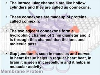 Structure & function of cell membrane | PPT