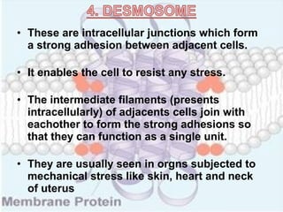 Structure & function of cell membrane | PPT