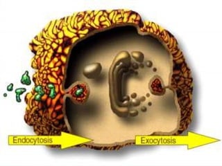 Exocytosis Animation