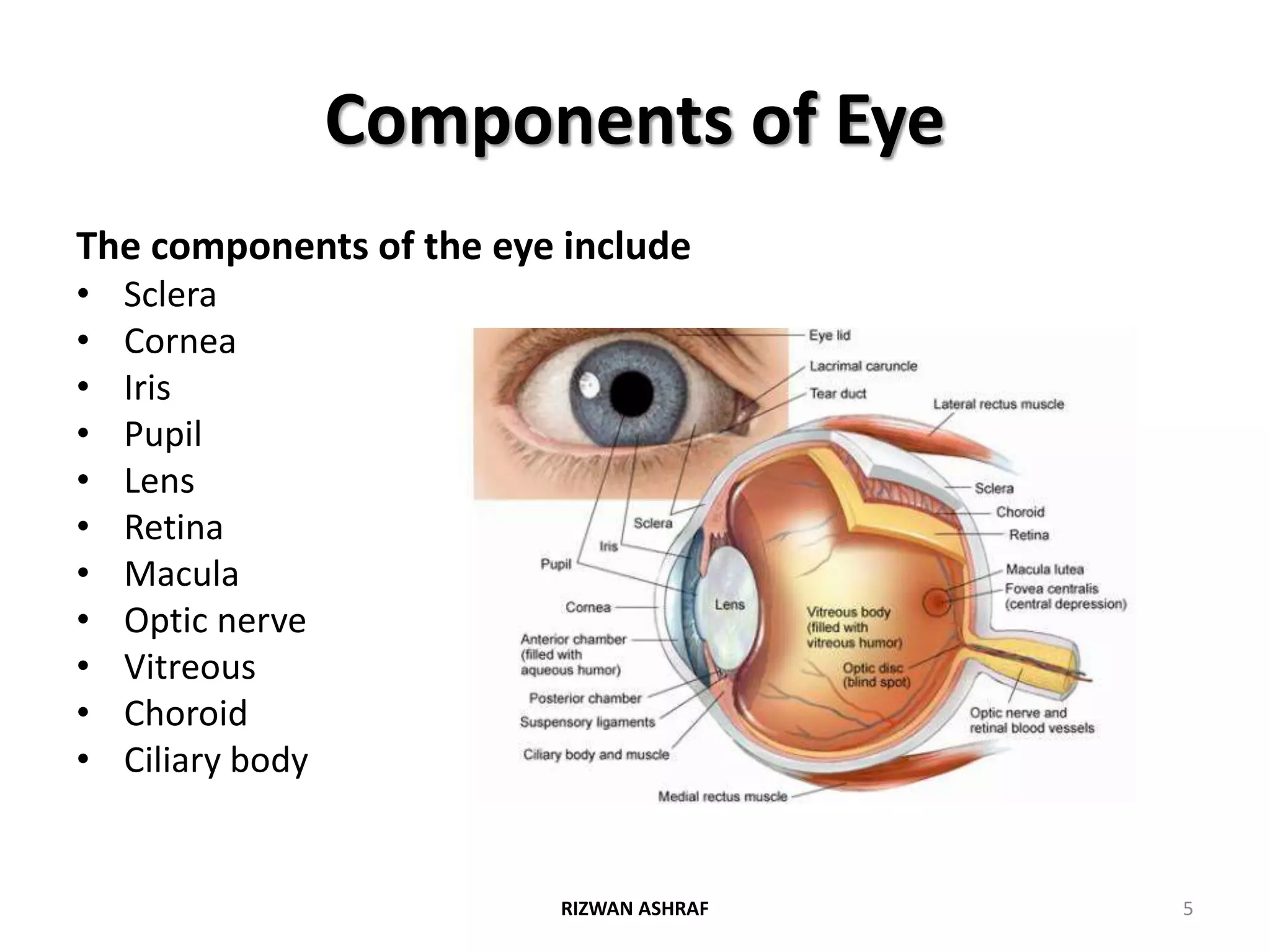 Structure & Function of Eye | PPTX