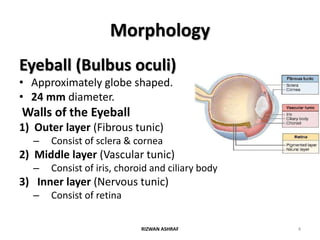 Structure & Function of Eye | PPTX