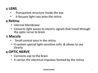 Structure & Function of Eye | PPTX | Eye and Vision Conditions ...