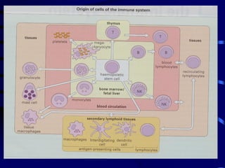 Structure & Function of immune system.pdf | Endocrine and Metabolic ...