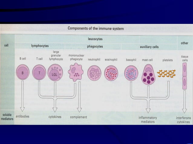 Structure & Function of immune system.pdf
