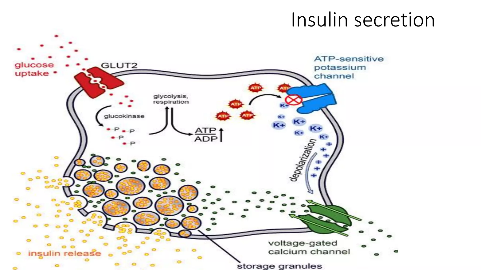 Structure& function of insulin,glucagon By Dr. Ashok KUmar Jeppu | PDF