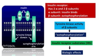 Structure& function of insulin,glucagon By Dr. Ashok KUmar Jeppu | PDF